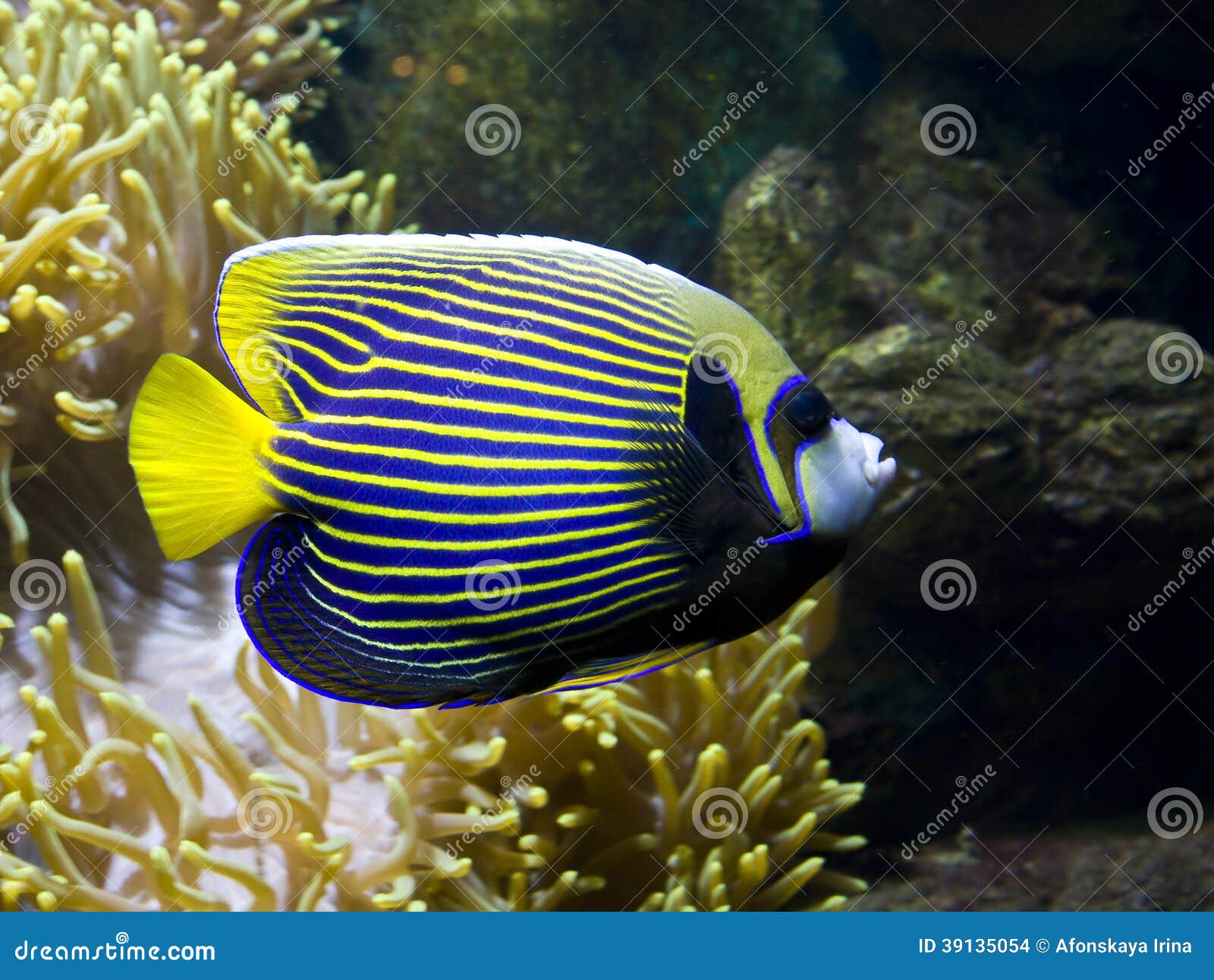 Poisson-ange (empereur) Et Actinie Photo stock - Image du poissons ...