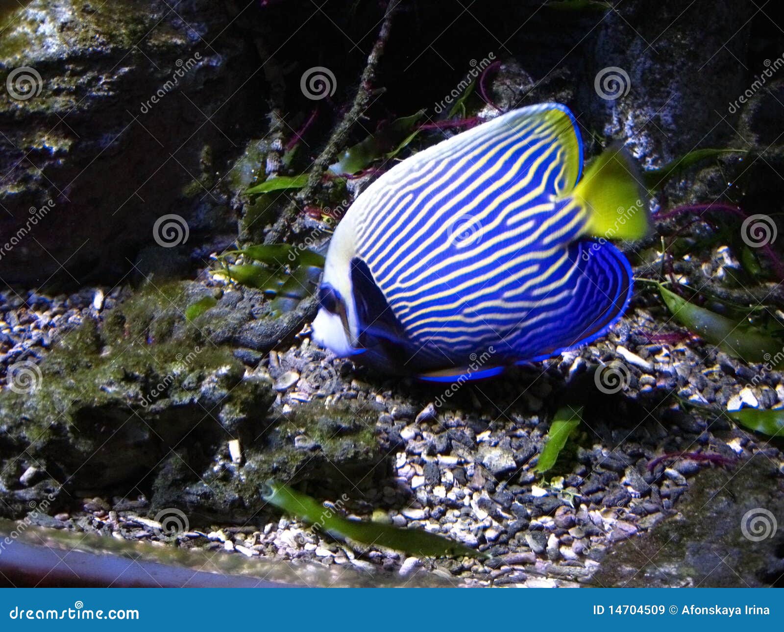 Poisson-ange (imperator De Pomacanthus) Image stock - Image du poissons ...