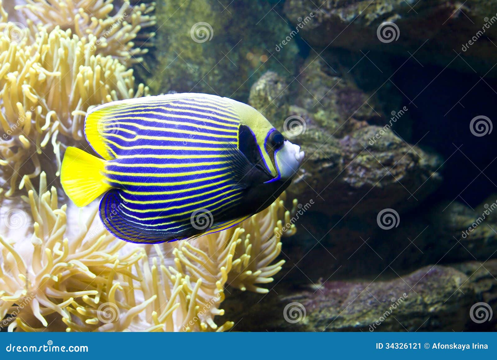 Poisson-ange (poisson-empereur) Image stock - Image of ange, océan ...