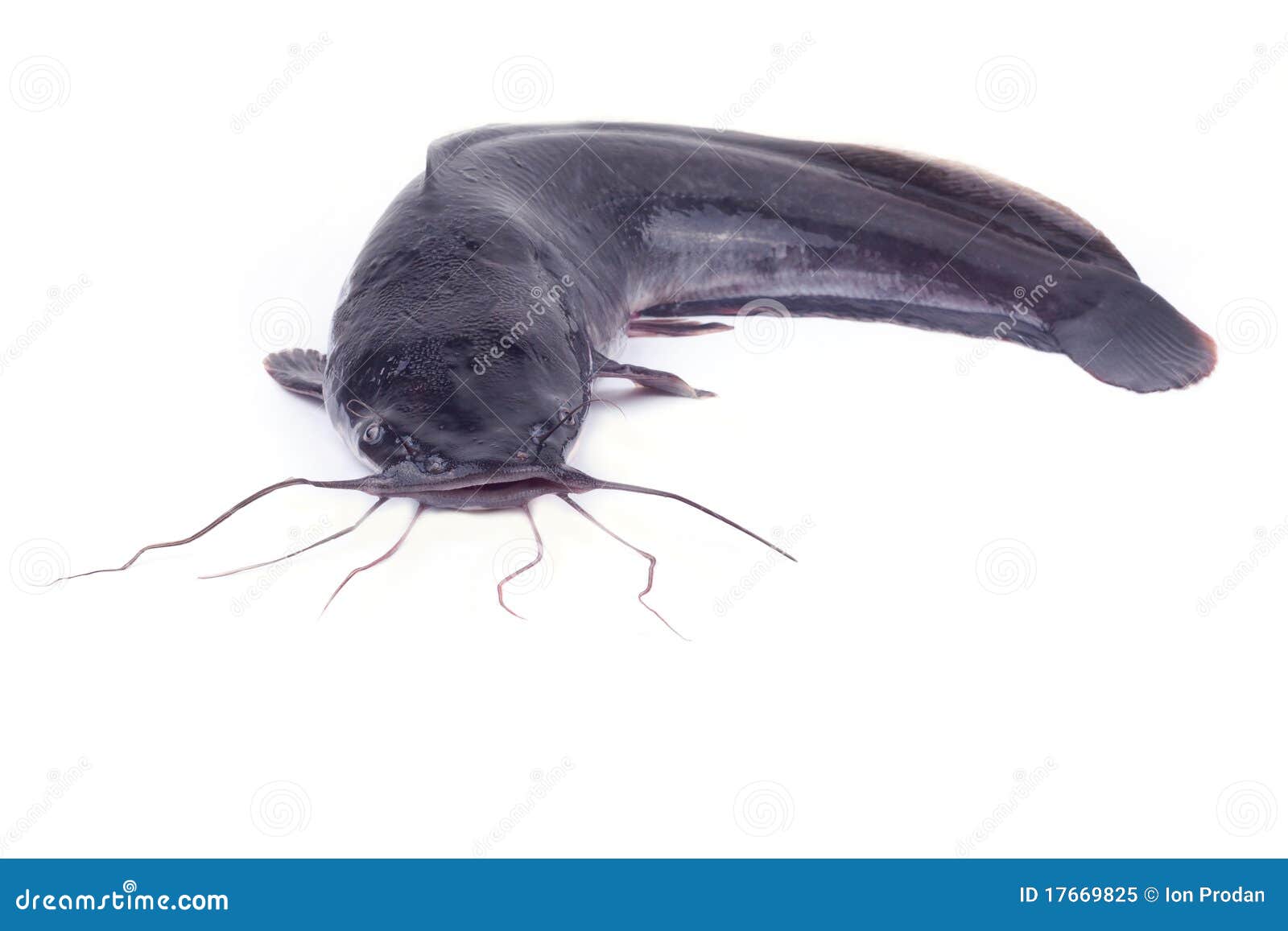 Poisson-chat image stock. Image du poissons, bouche, fleuve - 17669825