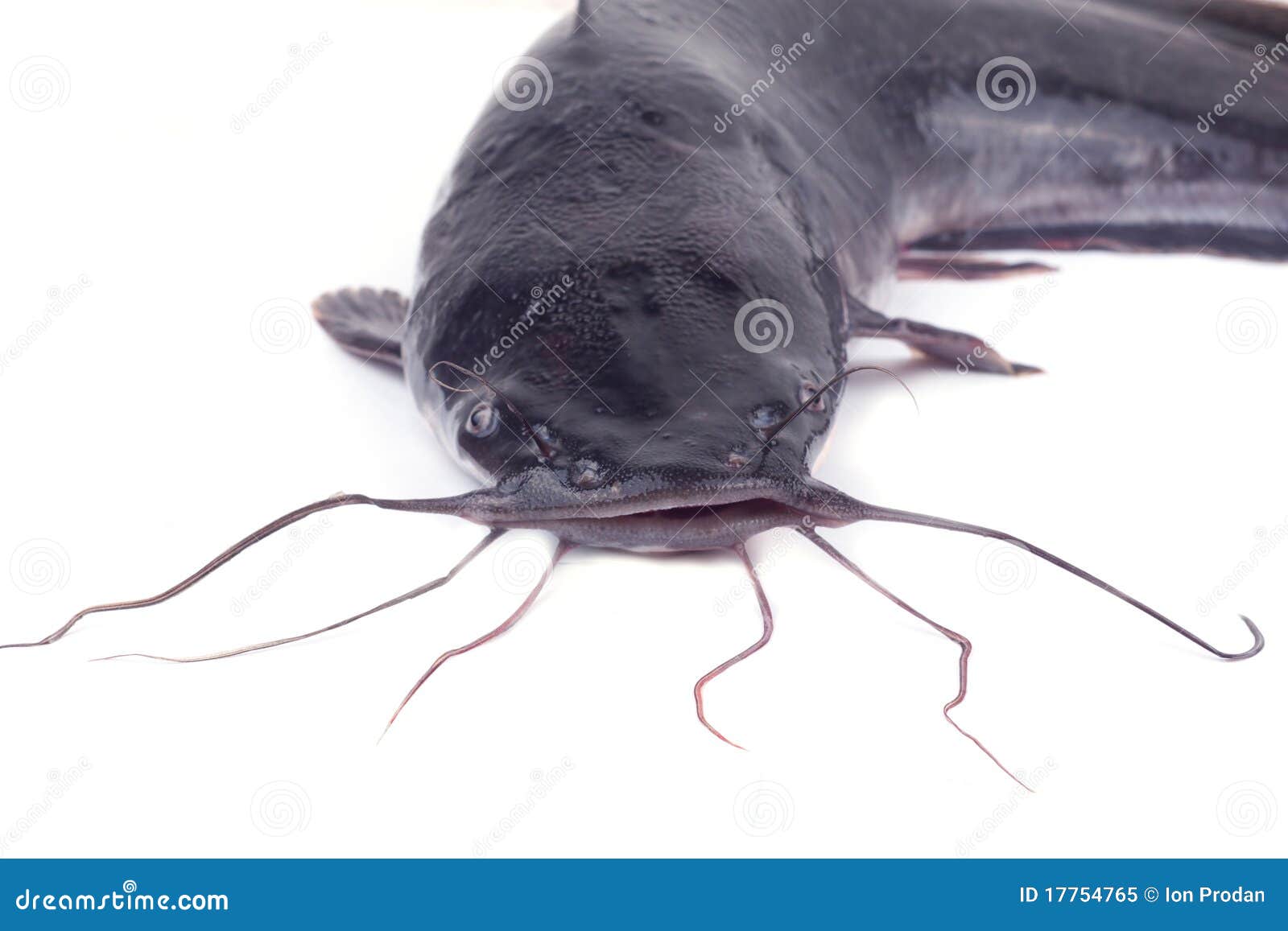 Poisson-chat image stock. Image du marin, nourriture - 17754765