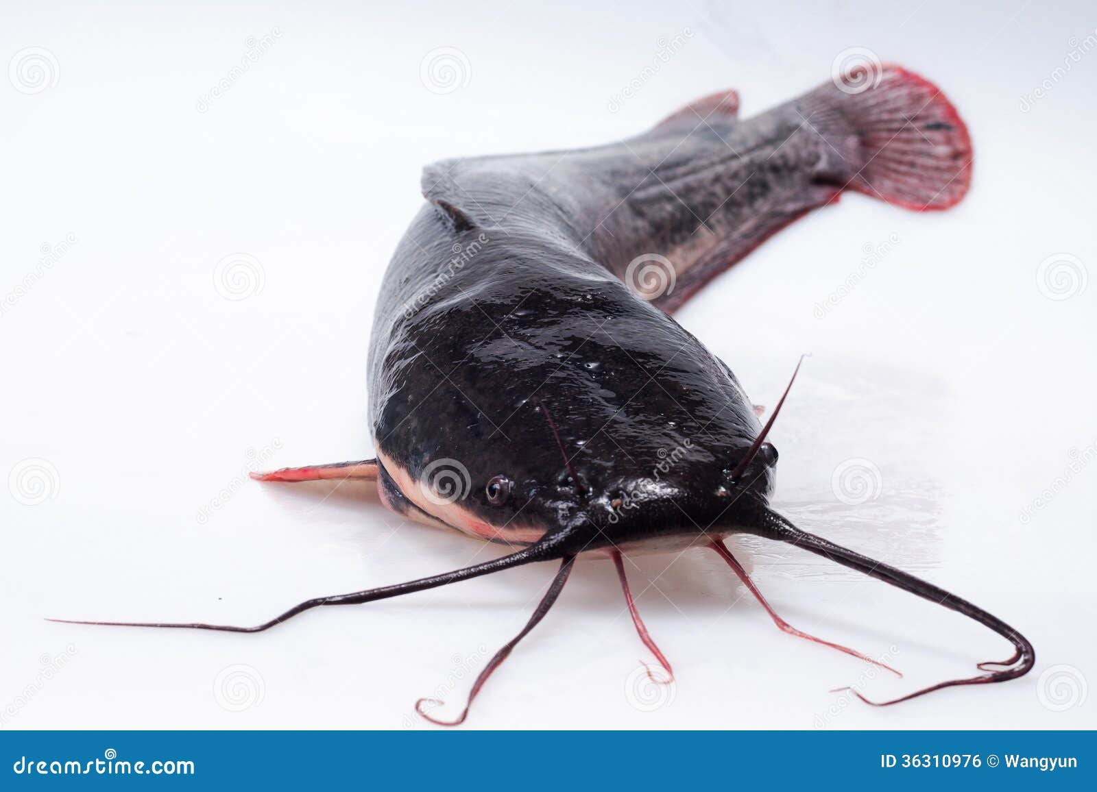 Poisson-chat photo stock. Image du pêche, grand, chasse - 36310976