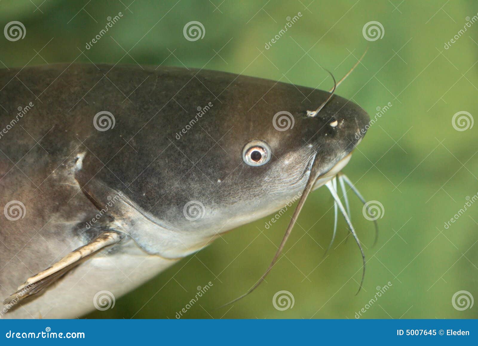 Poisson-chat image stock. Image du oeil, profondément - 5007645