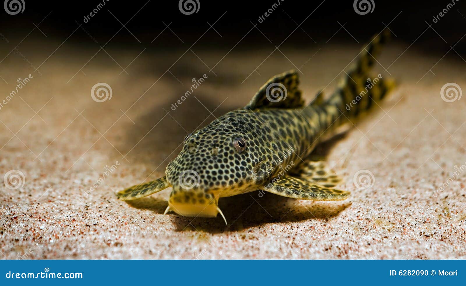 Poisson-chat photo stock. Image du aquarium, couleur, ouïes - 6282090