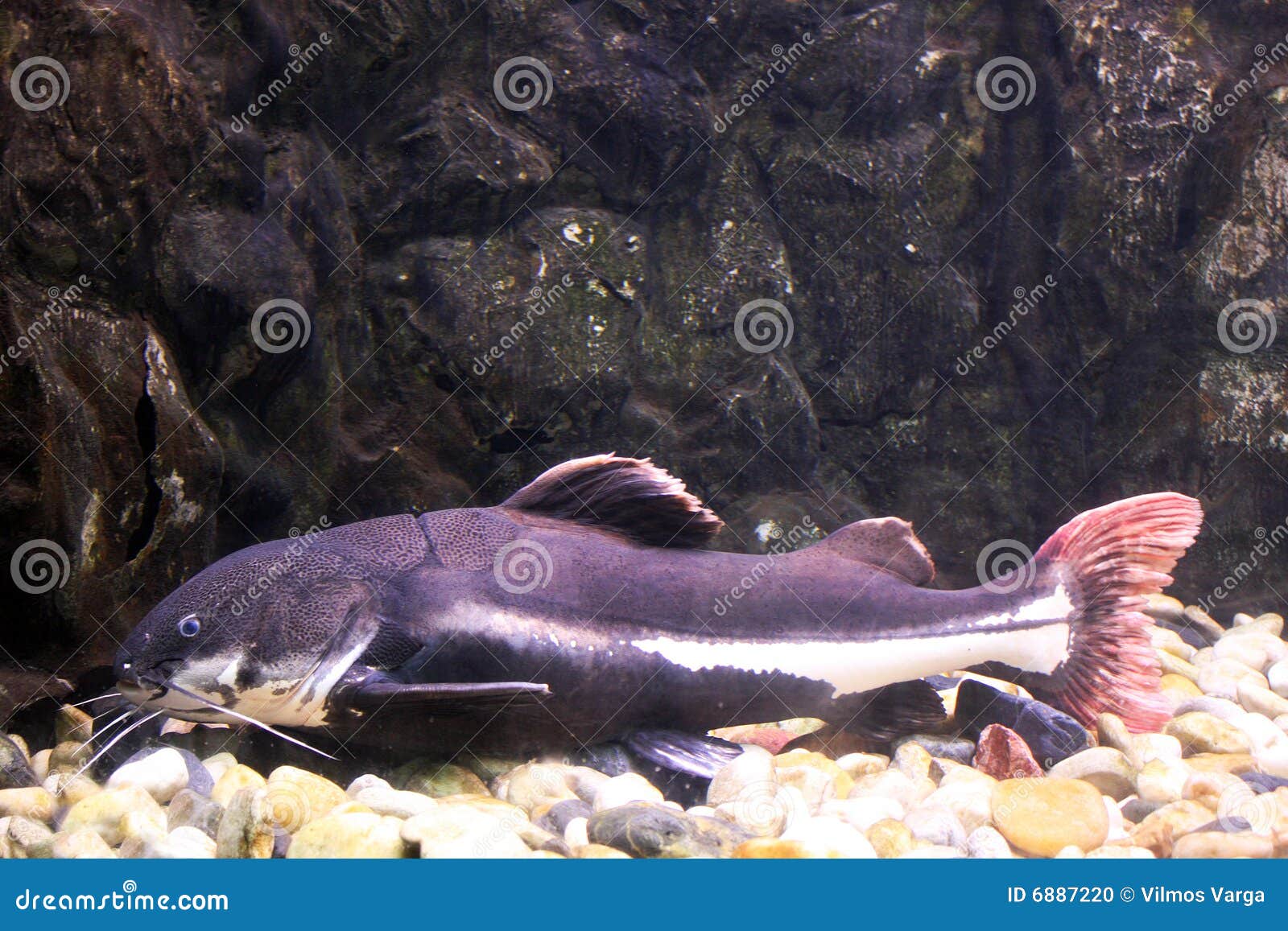 Poisson-chat photo stock. Image du illustration, langoustine - 6887220