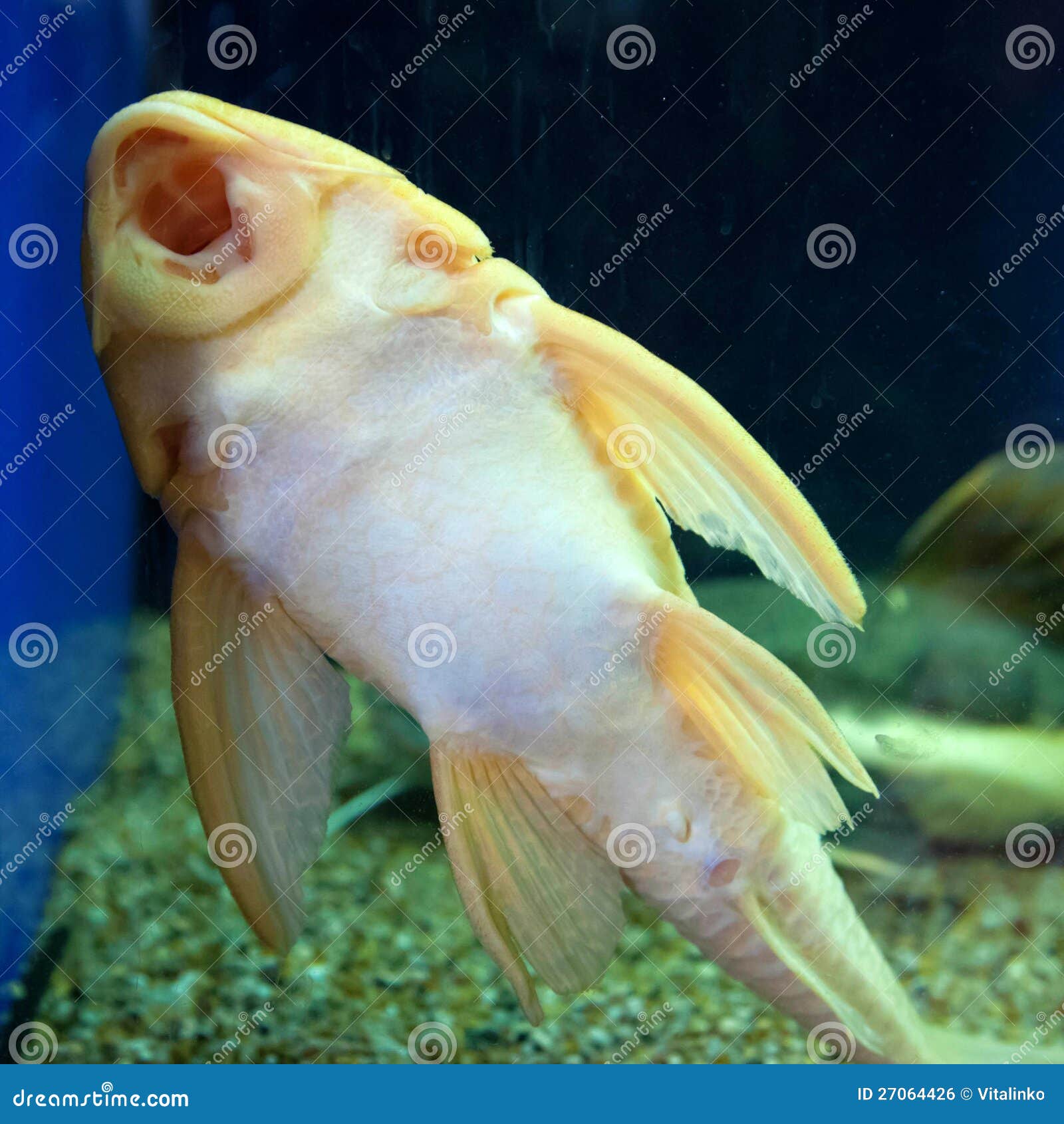 Poisson-chat Ancistrus photo stock. Image du albinos - 27064426