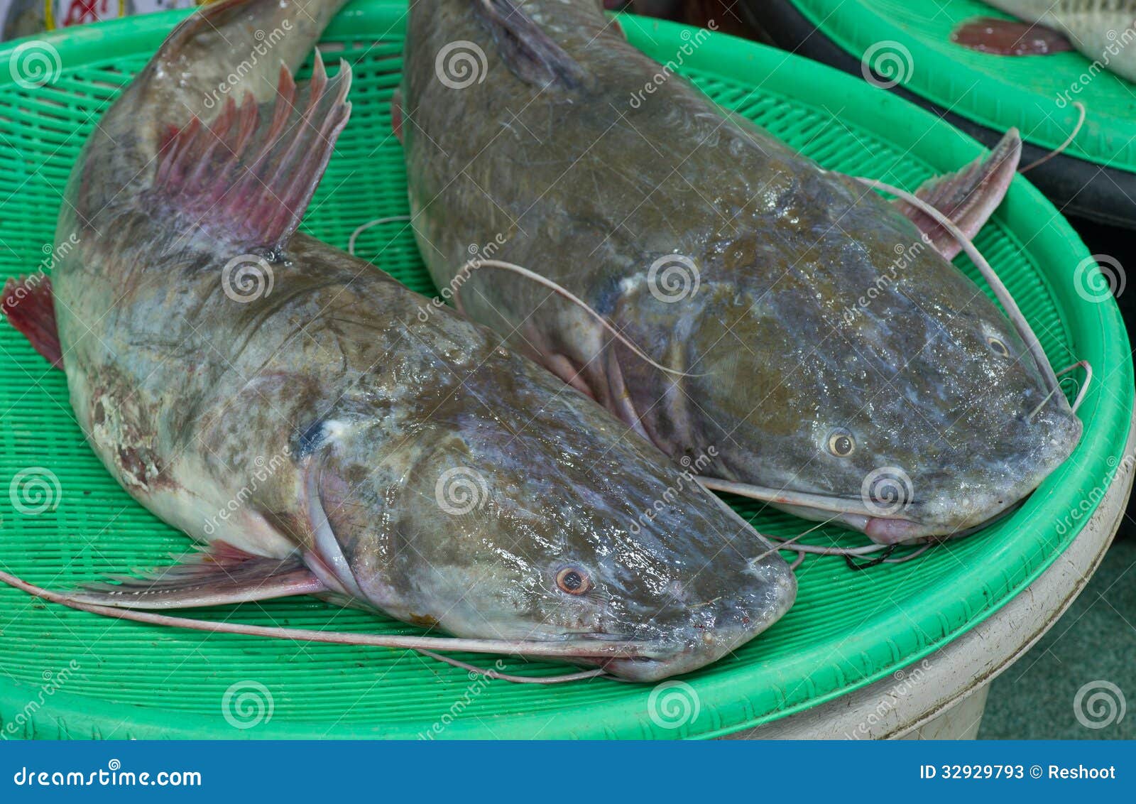 Poisson-chat Asiatique De Redtail Image stock - Image du délicieux ...