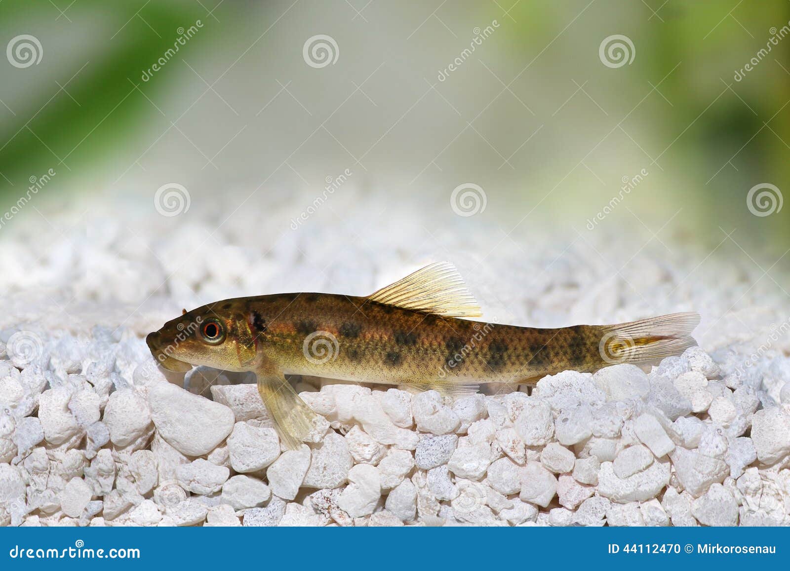 Poisson-chat Chinois De Mangeur D'algues Photo stock - Image du ...