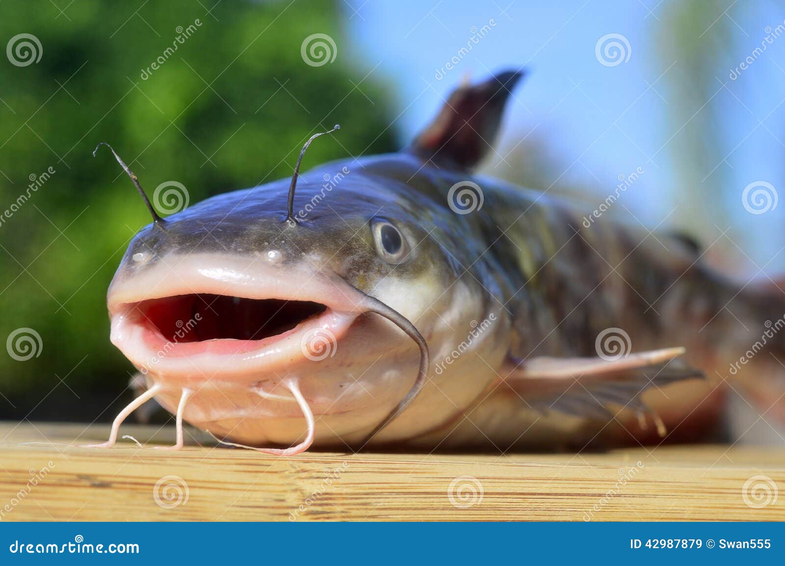 Poisson-chat de poissons image stock. Image du été, manger - 42987879