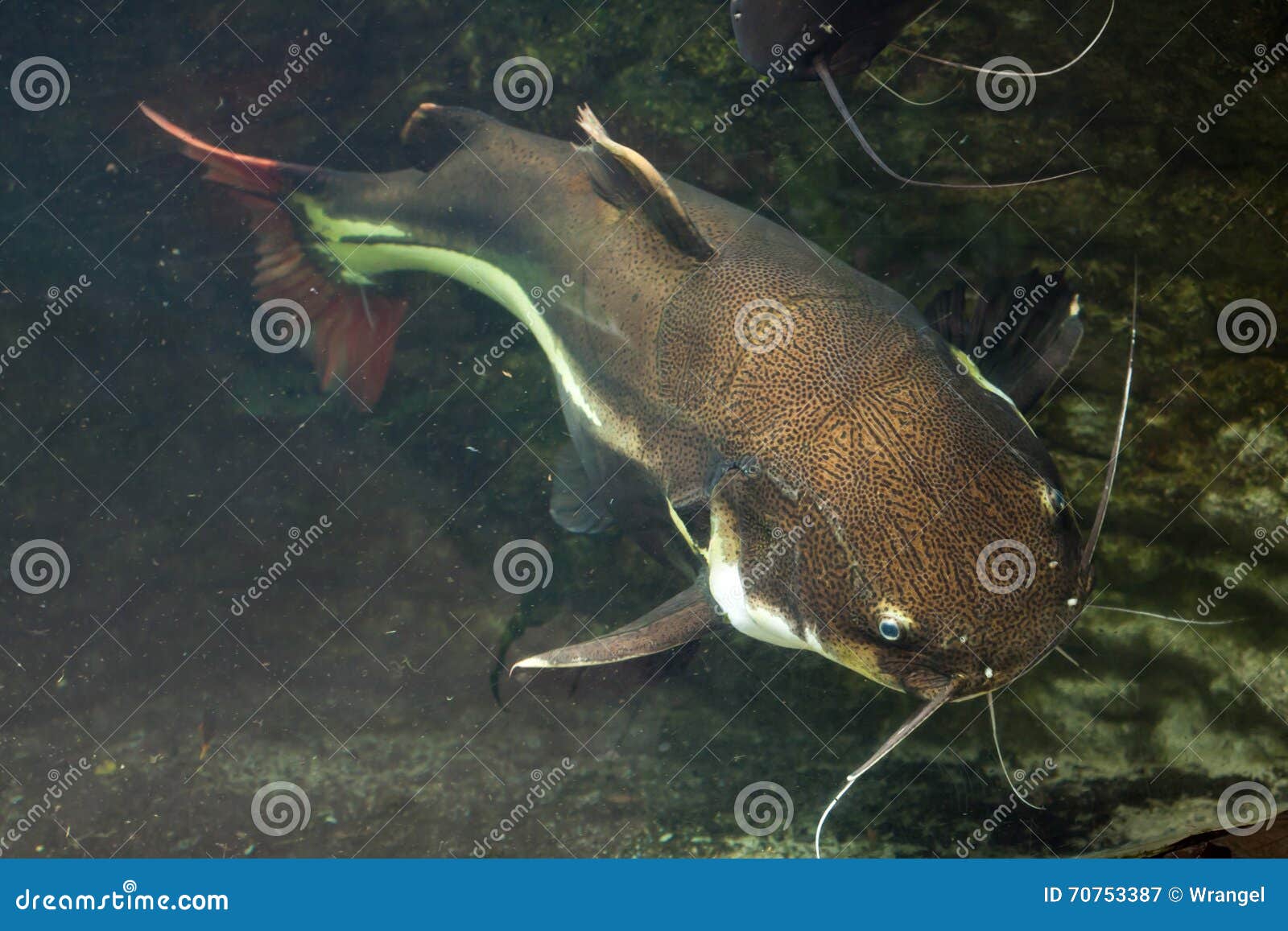 Poisson-chat De Redtail (hemioliopterus De Phractocephalus) Image stock ...