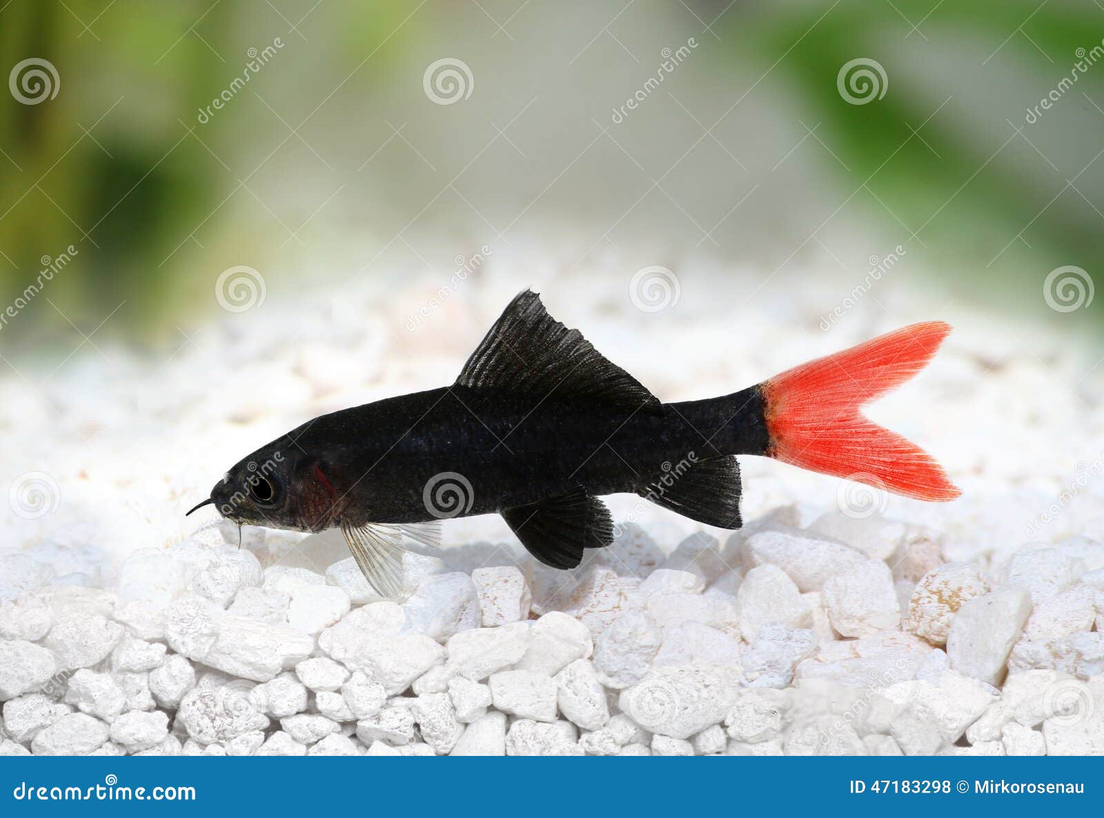 Poisson-chat Epalzeorhynchos De Requin De Queue Du Feu Rouge Bicolore ...