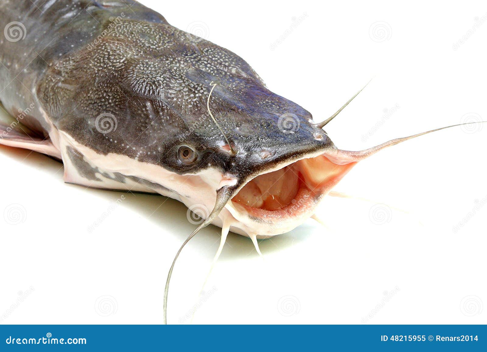 Poisson-chat frais image stock. Image du délicieux, délicatesse - 48215955