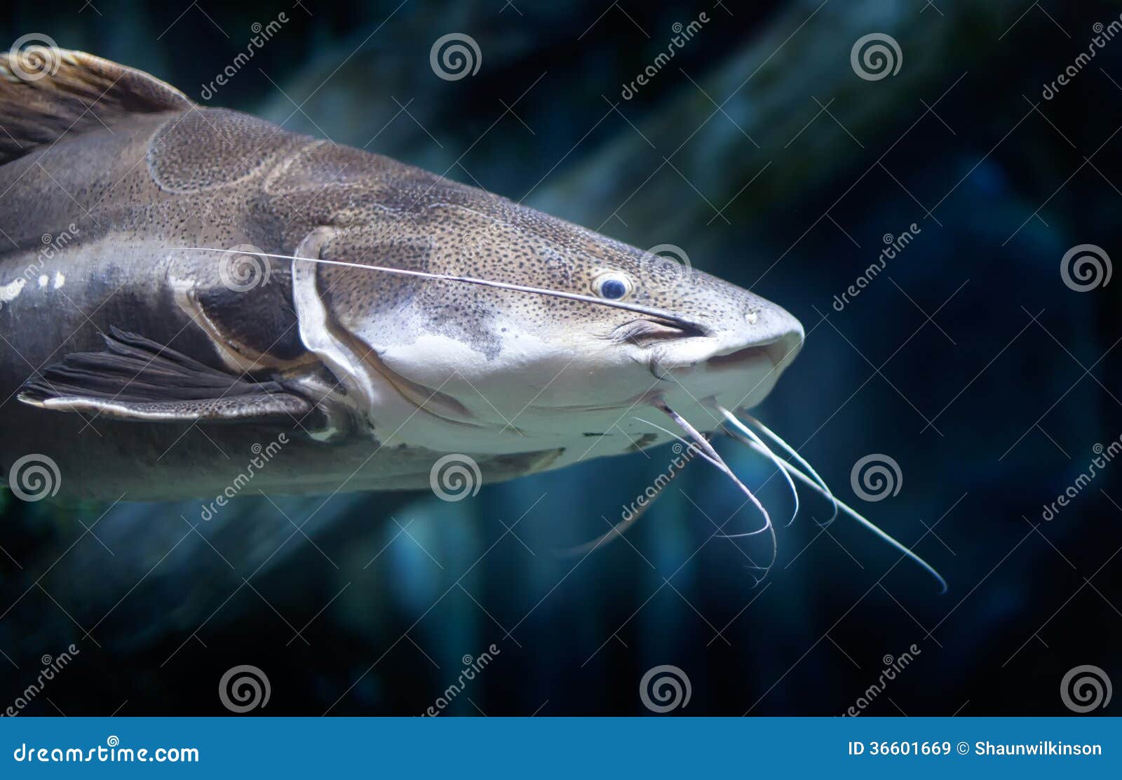Poisson-chat Rouge De Queue Image stock - Image du amazone, animal ...