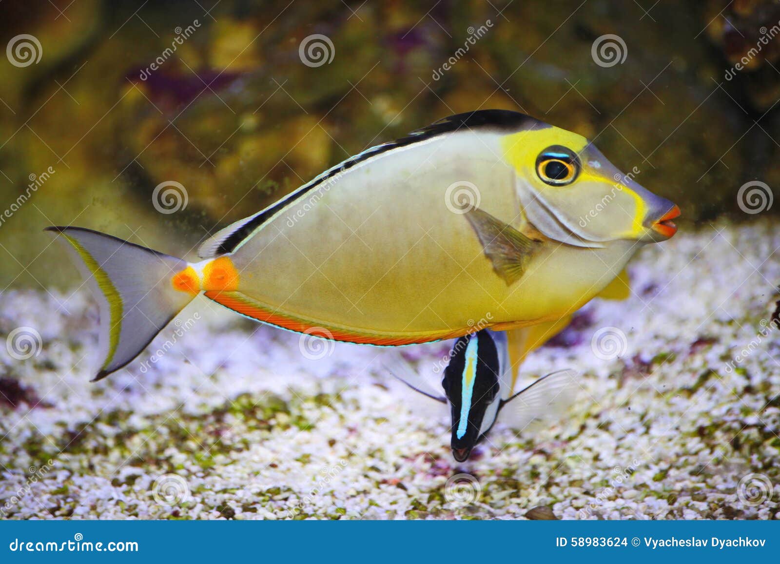 Poisson-chirurgien Tropical Exotique Photo stock - Image du coraux ...
