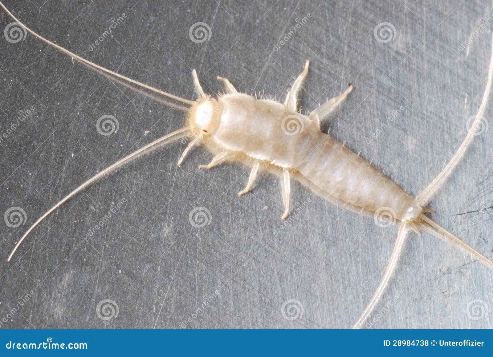 Poisson d'argent photo stock. Image du insecte, silverfish - 28984738
