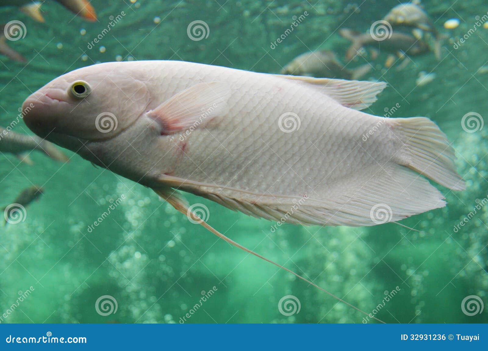 Poisson D'eau Douce Dans L'aquarium Photo stock - Image du nourriture ...