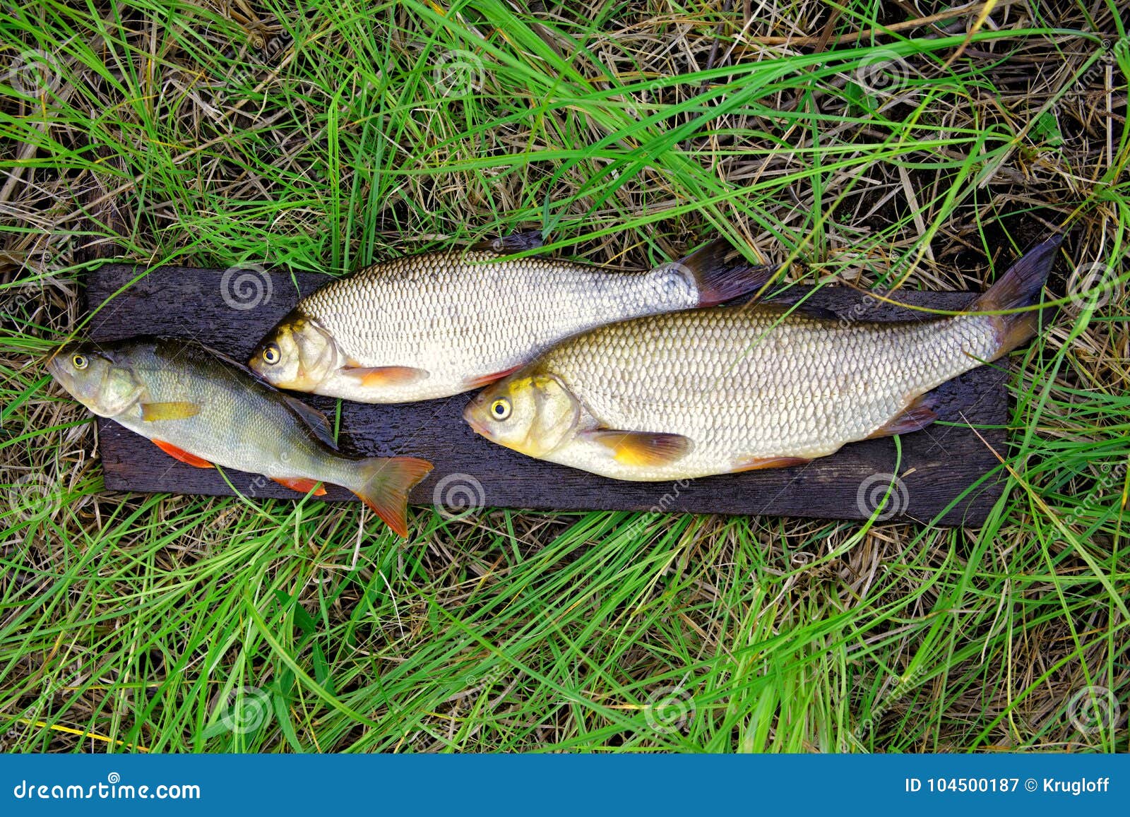 Poisson D'eau Douce - Perche Et Ide Image stock - Image du échelles ...