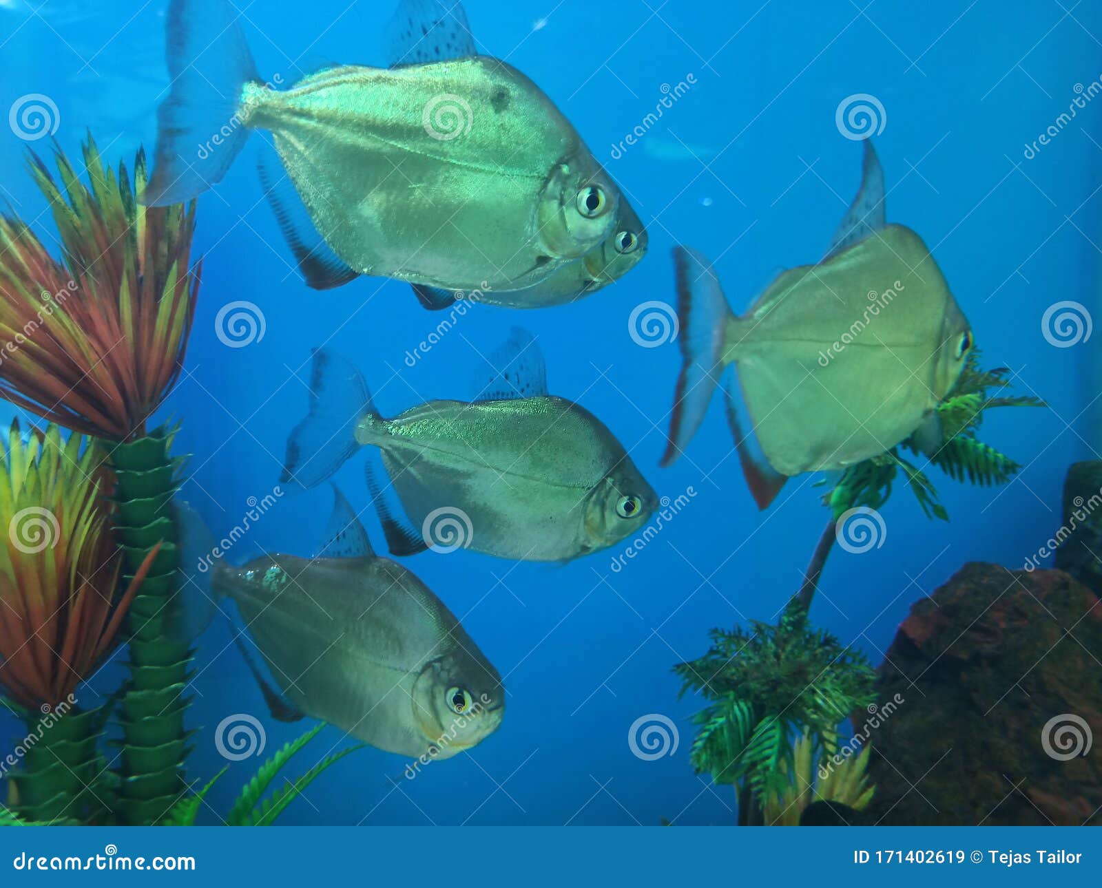 Poisson dans sous l'eau image stock. Image du normal - 171402619