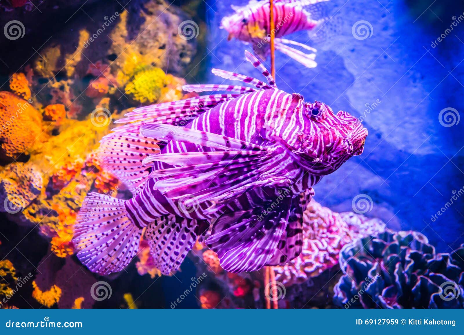 Poisson de mer et corail image stock. Image du colonie - 69127959