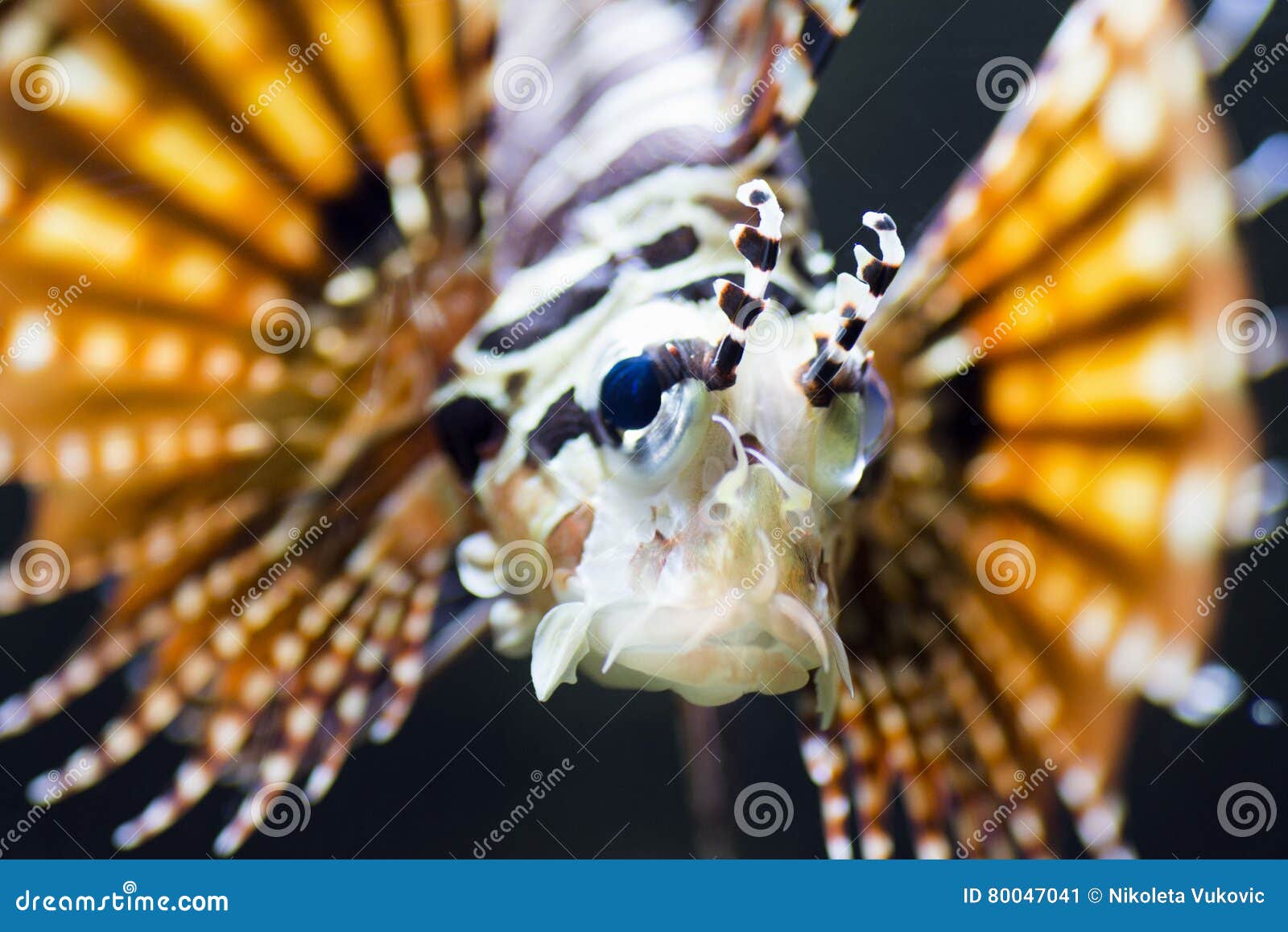 Poisson de mer orange image stock. Image du nature, faune - 80047041