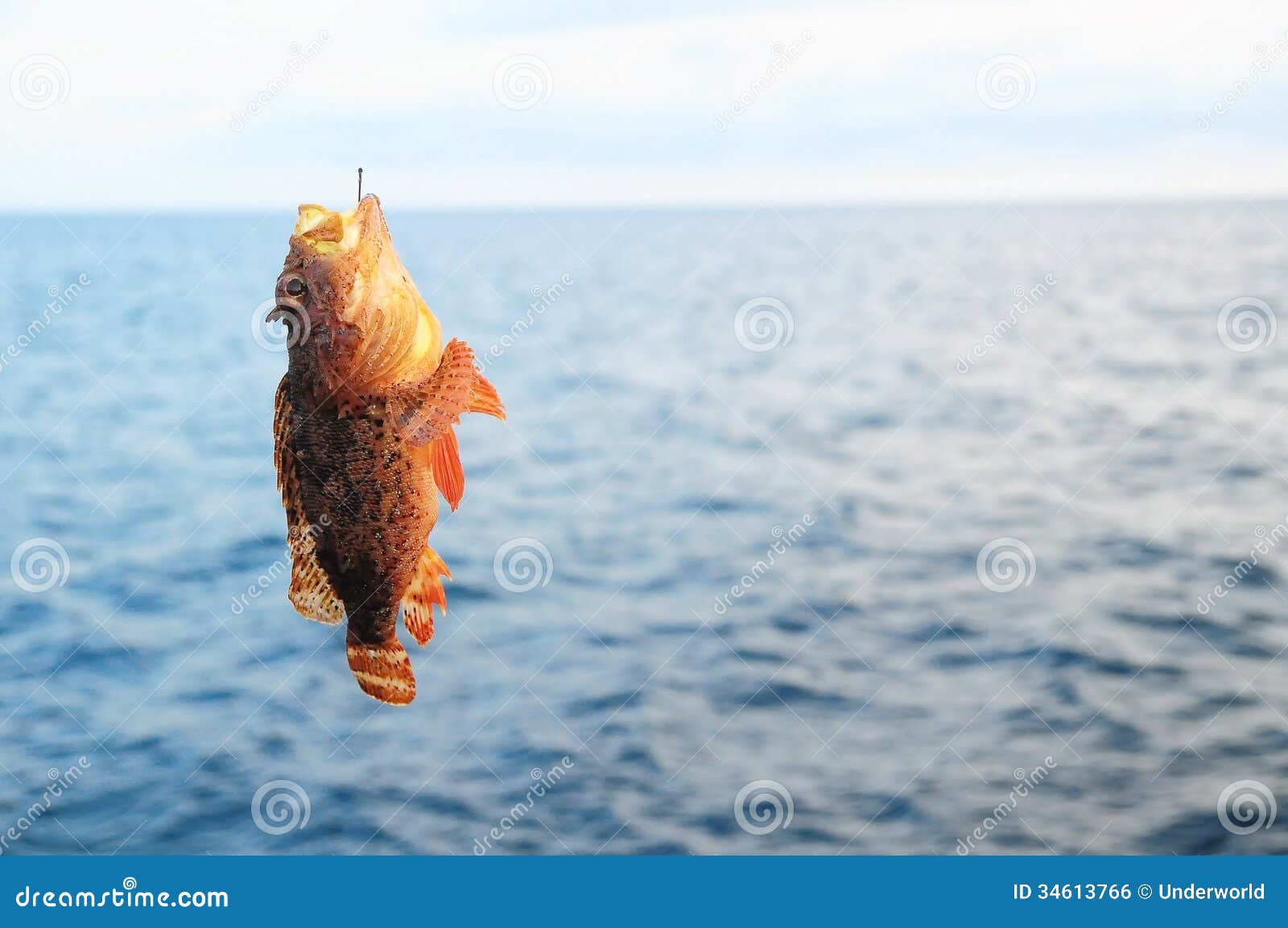 Poisson De Mer Rouge De Roche Photo stock - Image du caché, école: 34613766