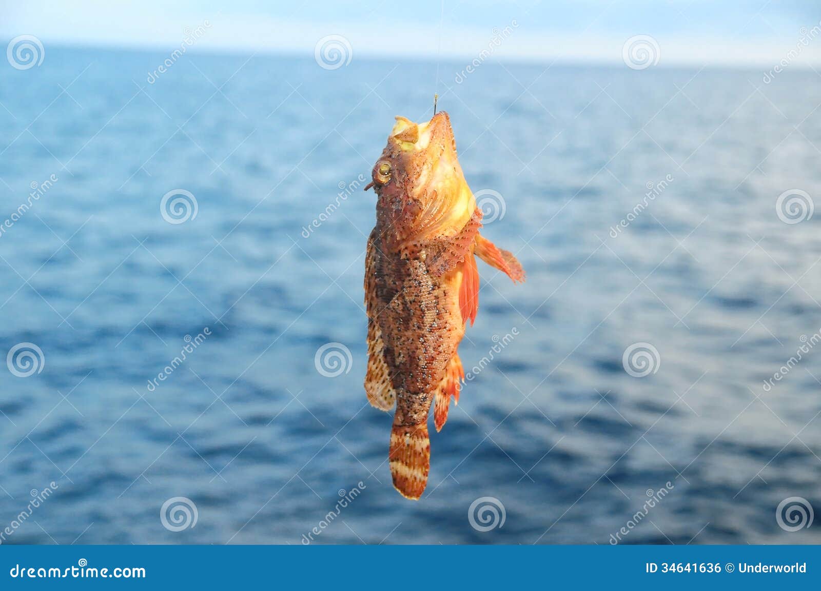 Poisson De Mer Rouge De Roche Photo stock - Image of seigneur ...