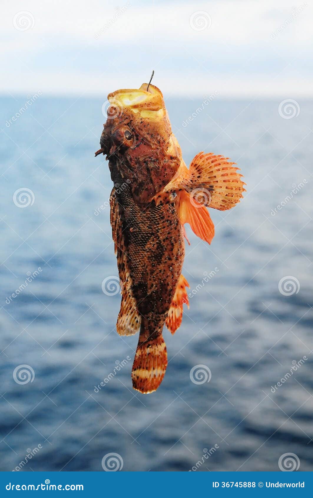 Poisson De Mer Rouge De Roche Photo stock - Image du faune, seigneur ...