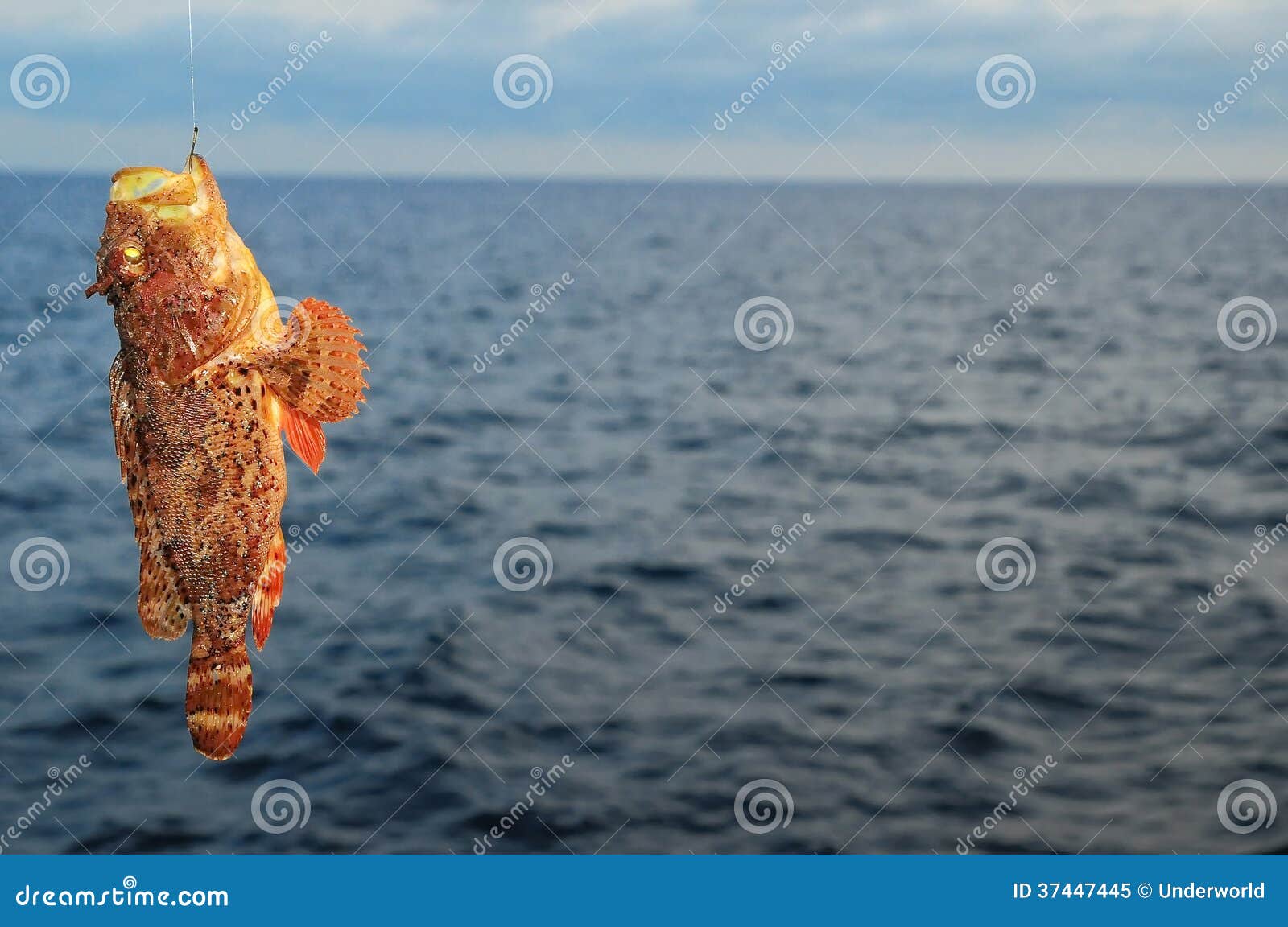 Poisson De Mer Rouge De Roche Image stock - Image du nature, danger ...