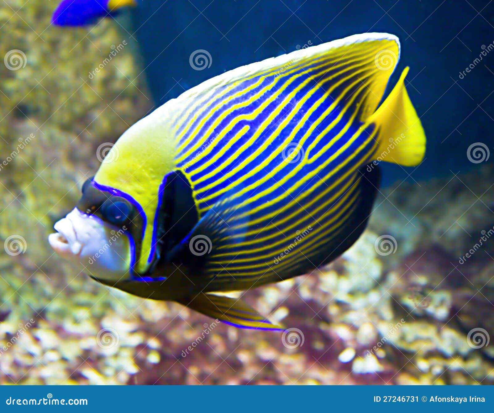 Poisson-empereur (poisson-ange) Image stock - Image du jaune, tropical ...