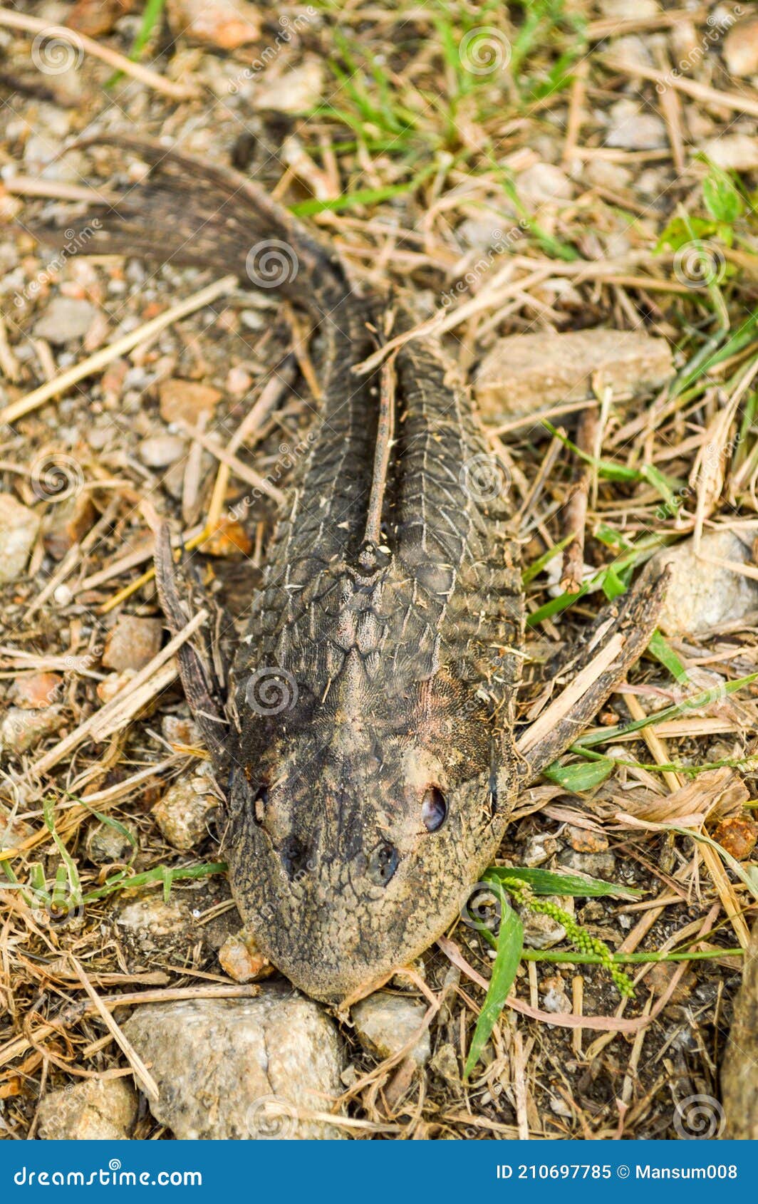 Poisson Meunier Sec Sur Le Sol Image stock - Image du pollution ...