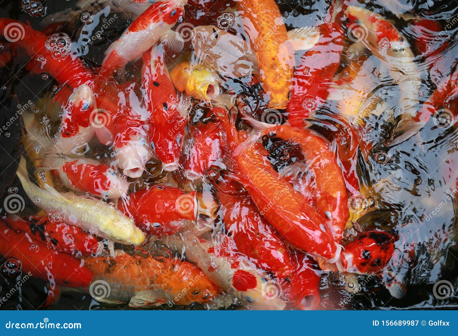 Poisson Multicolore "Koi Fish" Image stock - Image of couleur, animaux ...