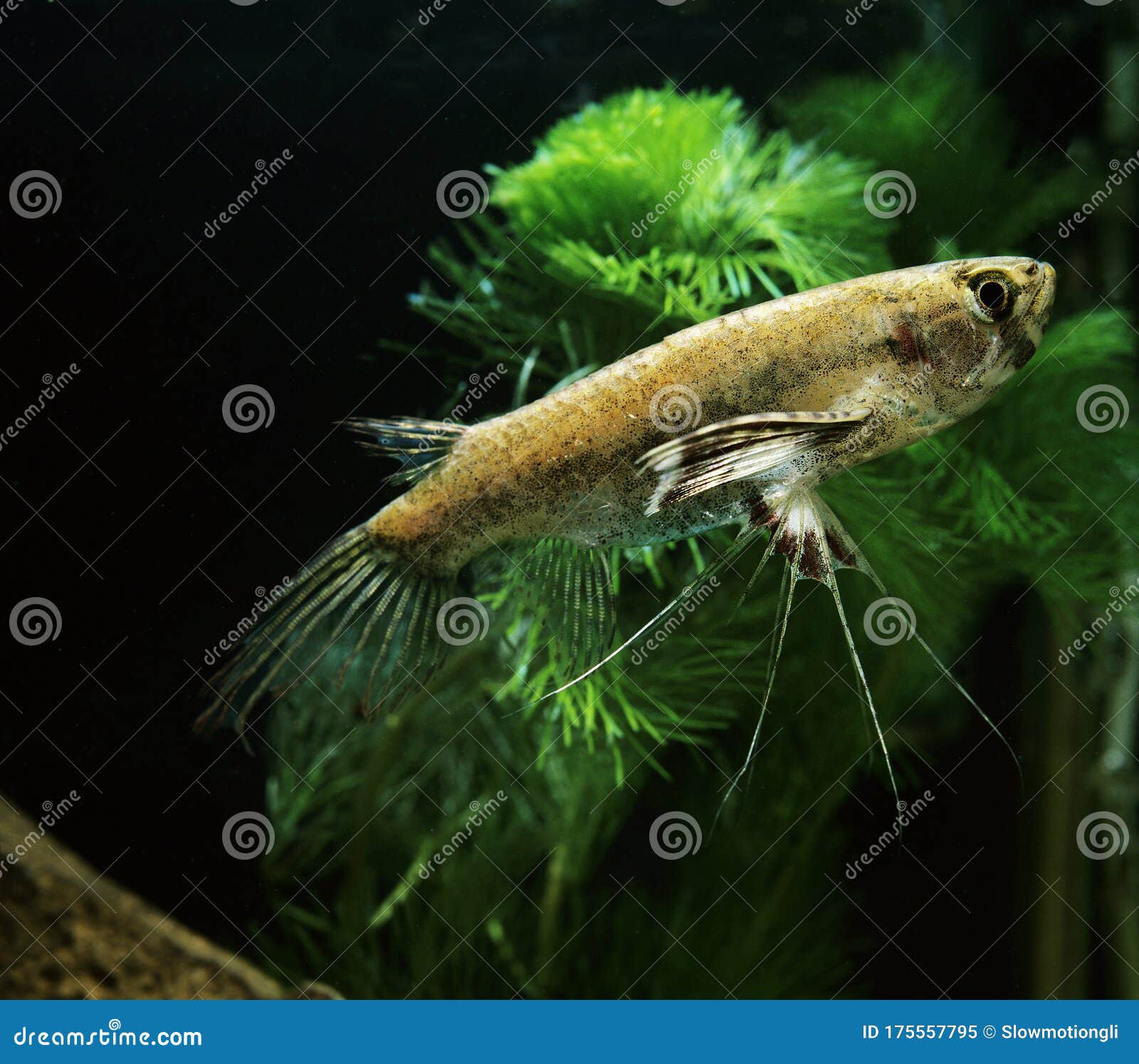 Butterfly Fish, Pantodon Buchholzi Aquarium Stock Image - Image of ...