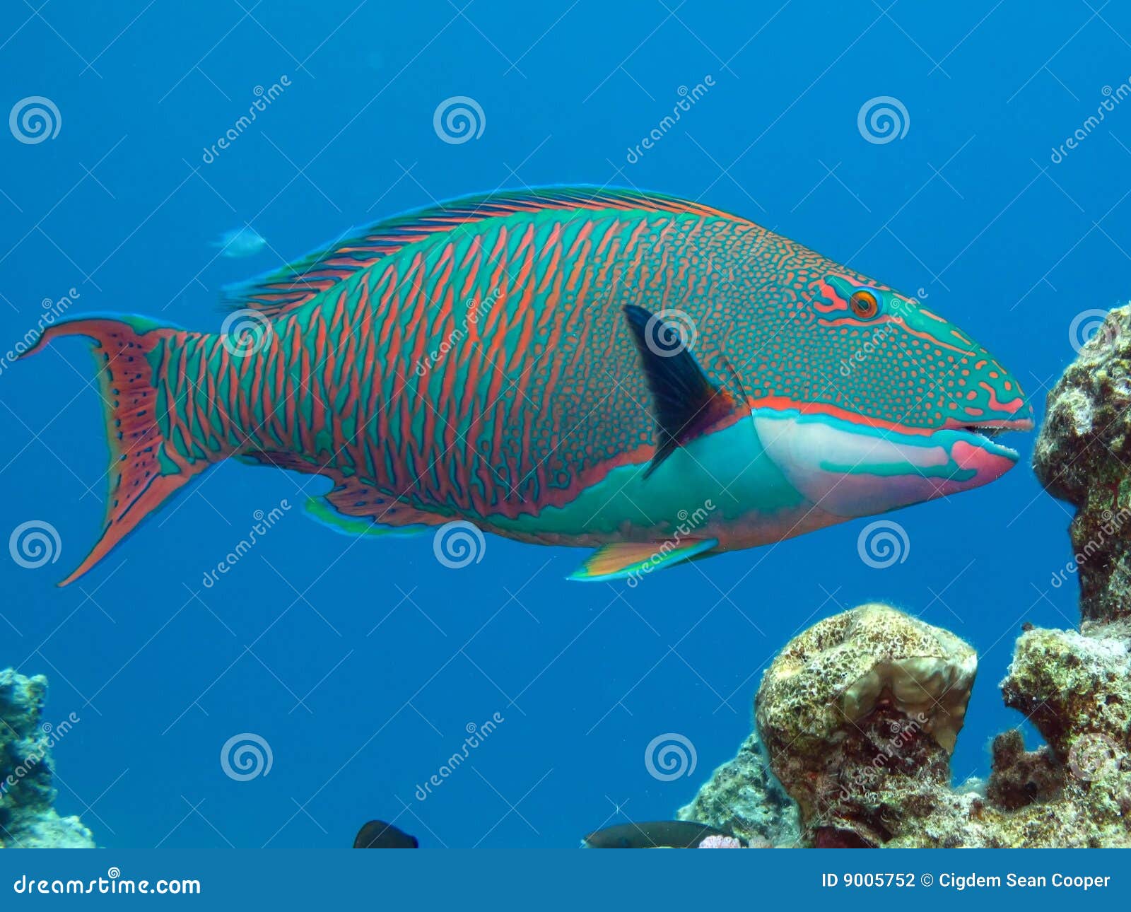 Poisson perroquet photo stock. Image du course, rouge - 9005752