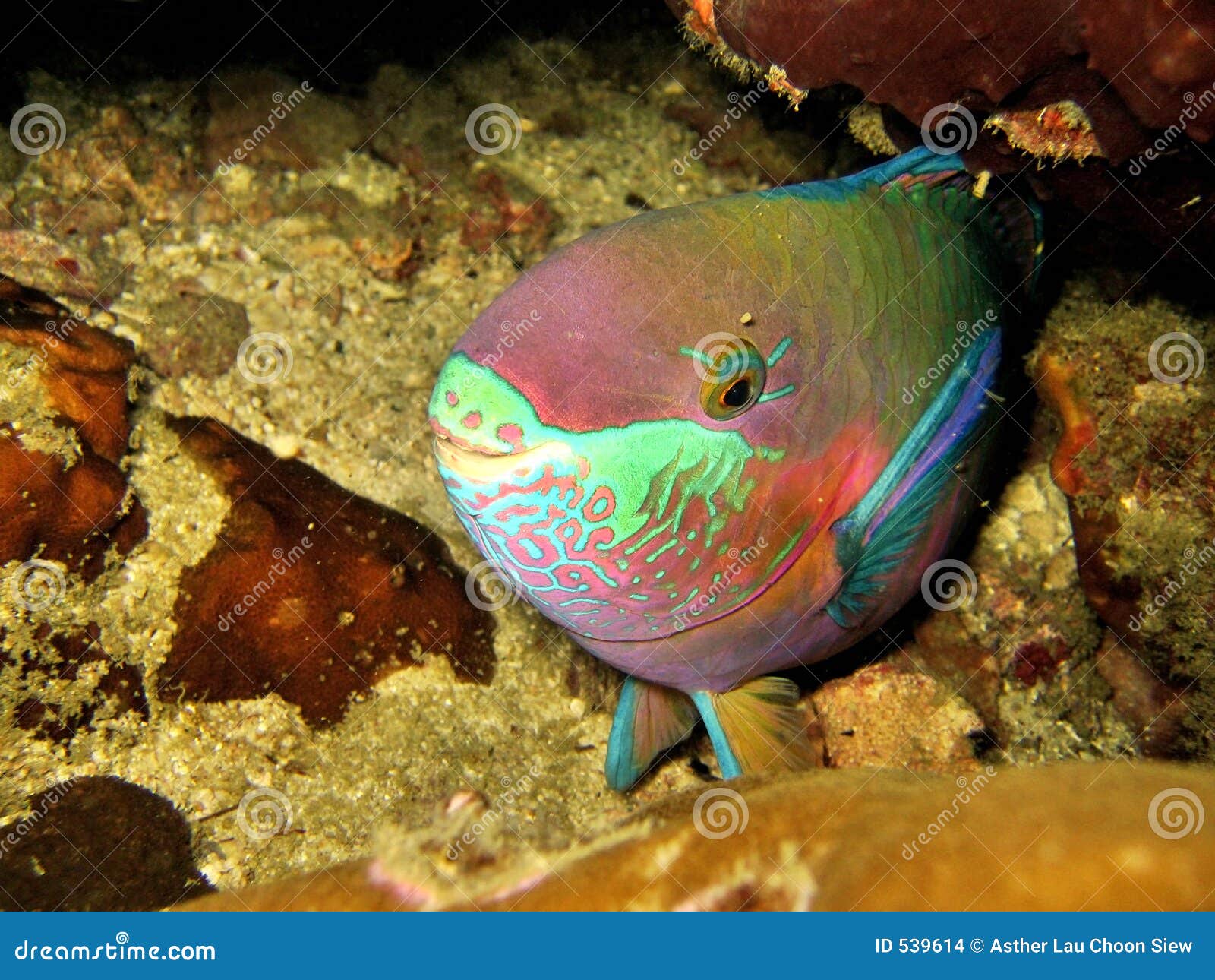 Poisson Perroquet De Sommeil Photo stock - Image du aquatique, sommeil ...