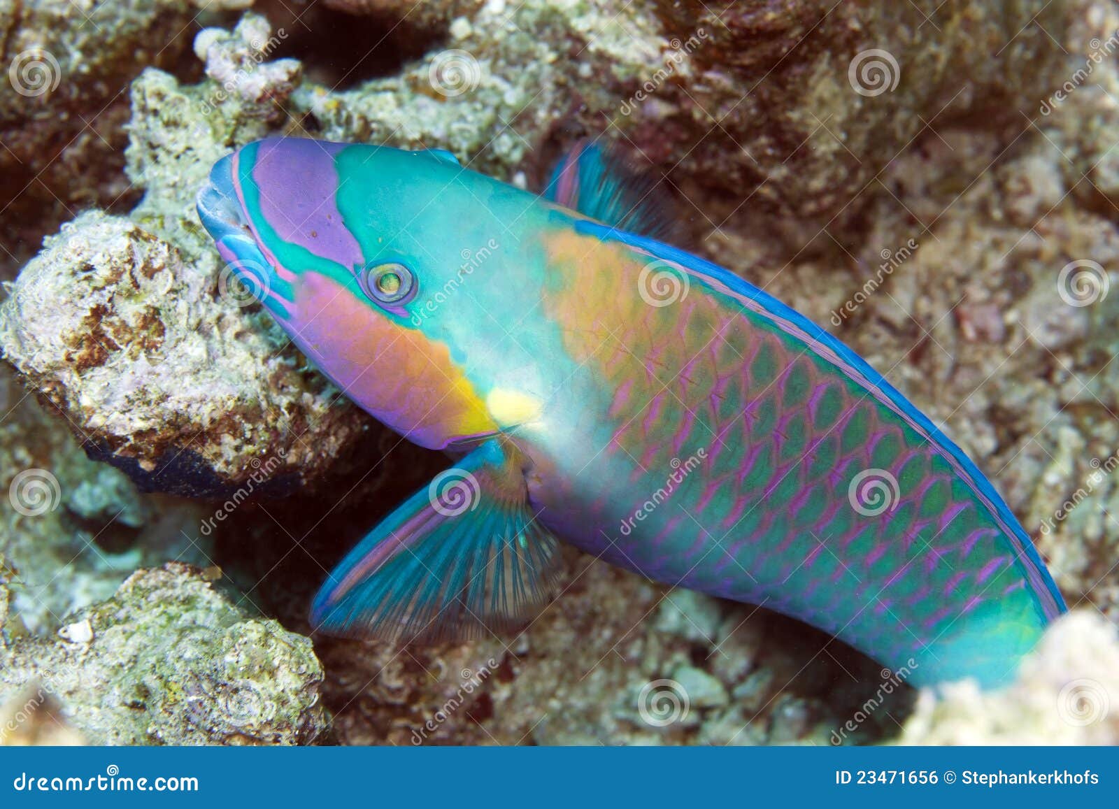 Poisson Perroquet En Mer Rouge De De. Photo stock - Image du rayon ...
