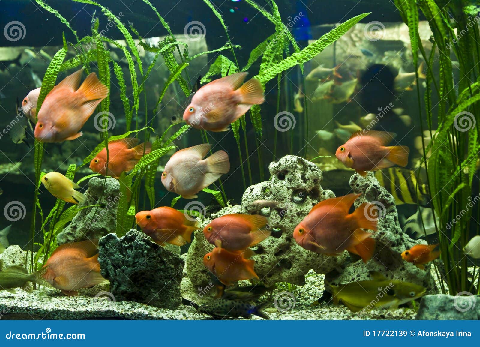 Poisson-perroquet (scaridae) Image stock - Image du orange, faune: 17722139