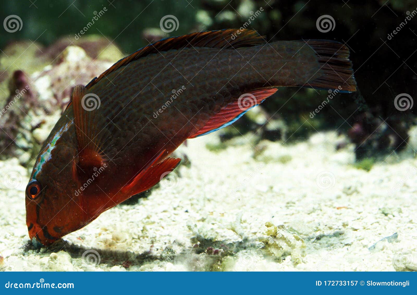 POISSON PERROQUET Scarus Sordidus Royalty-Free Stock Image ...