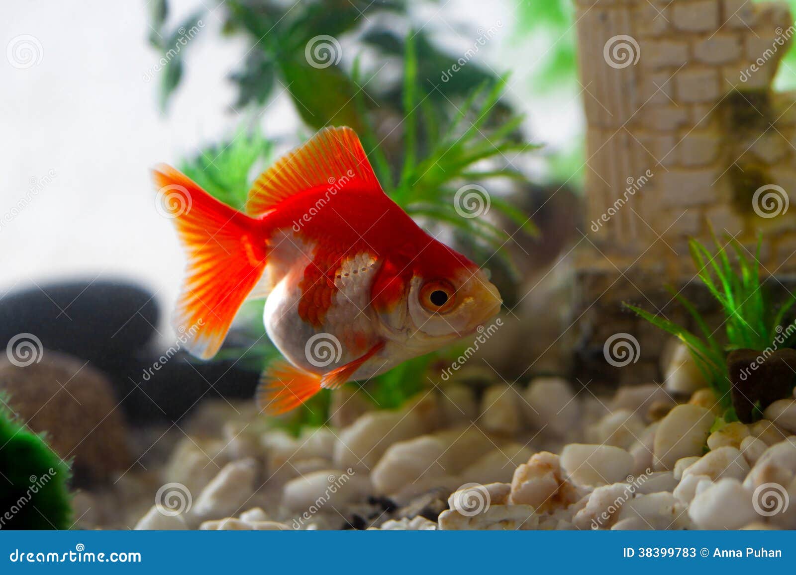 Poisson rouge image stock. Image du durée, ouïe, rêve - 38399783