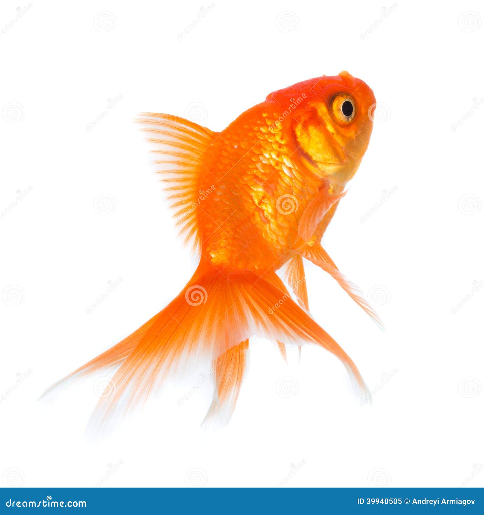 Poisson rouge image stock. Image du couleur, poissons - 39940505
