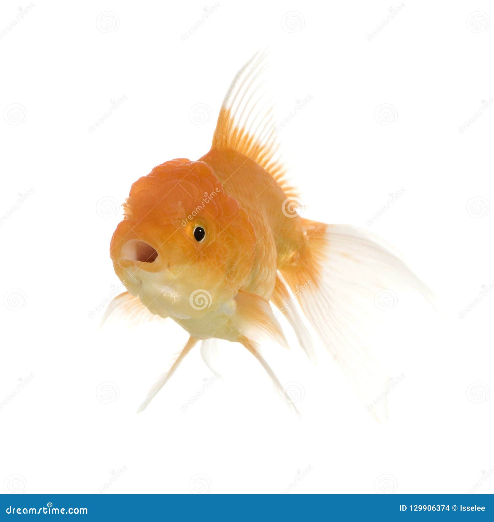 Poisson Rouge - Auratus D'auratus De Carassius Photo stock - Image du ...