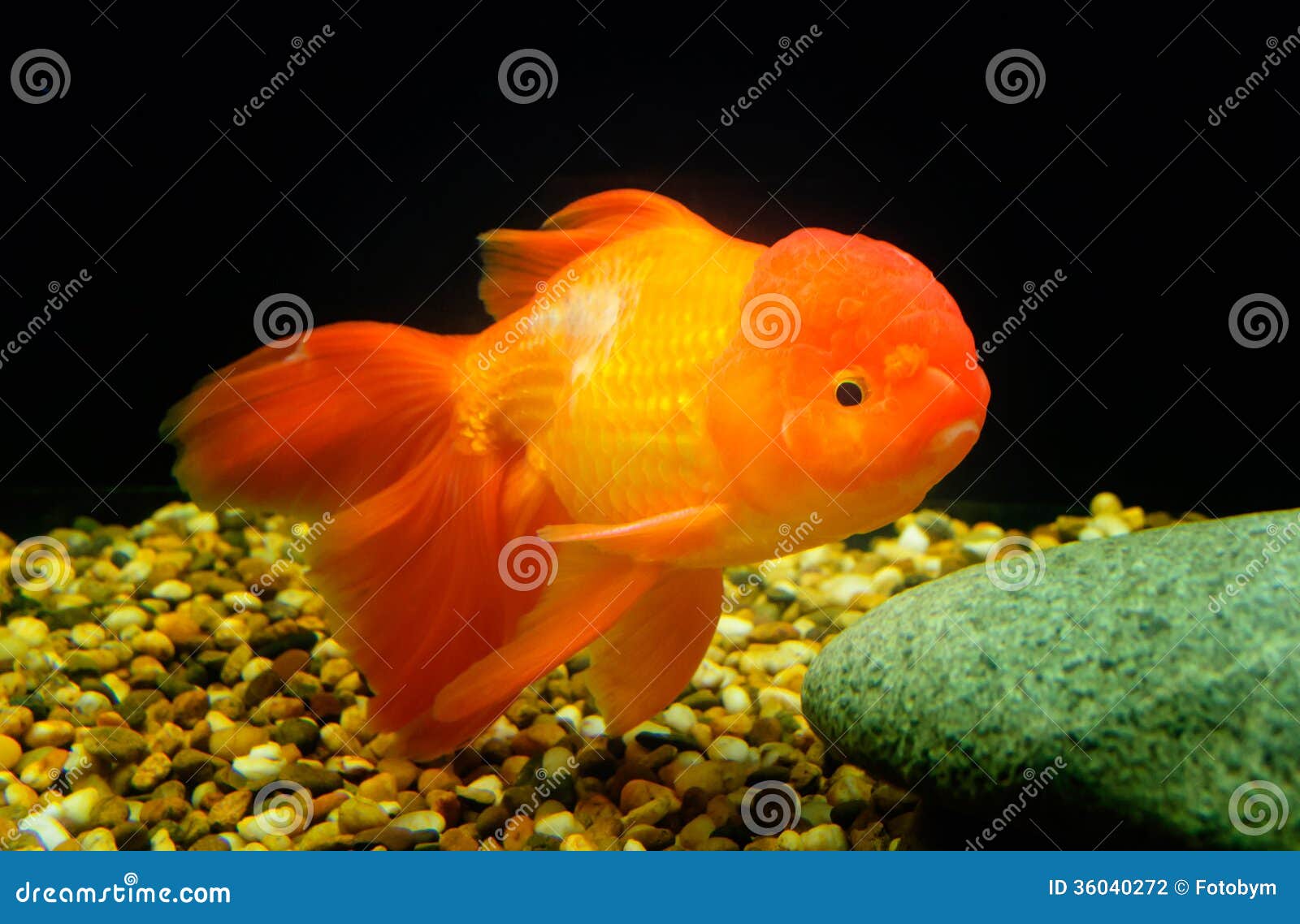 Poisson Rouge, Auratus De Carassius, Lionhead Photo stock - Image du ...