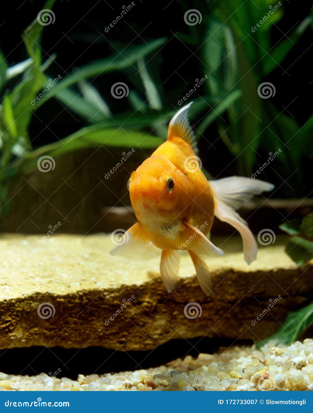 POISSON ROUGE SHUBUNKIN Carassius Auratus Stock Image | CartoonDealer ...
