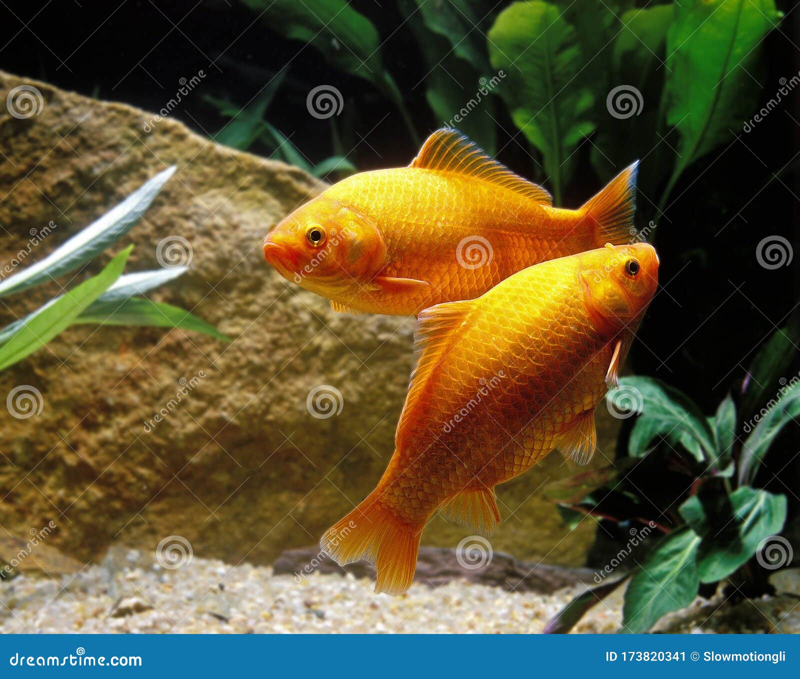 POISSON ROUGE Carassius Auratus Stock Image - Image of poisson, animals ...