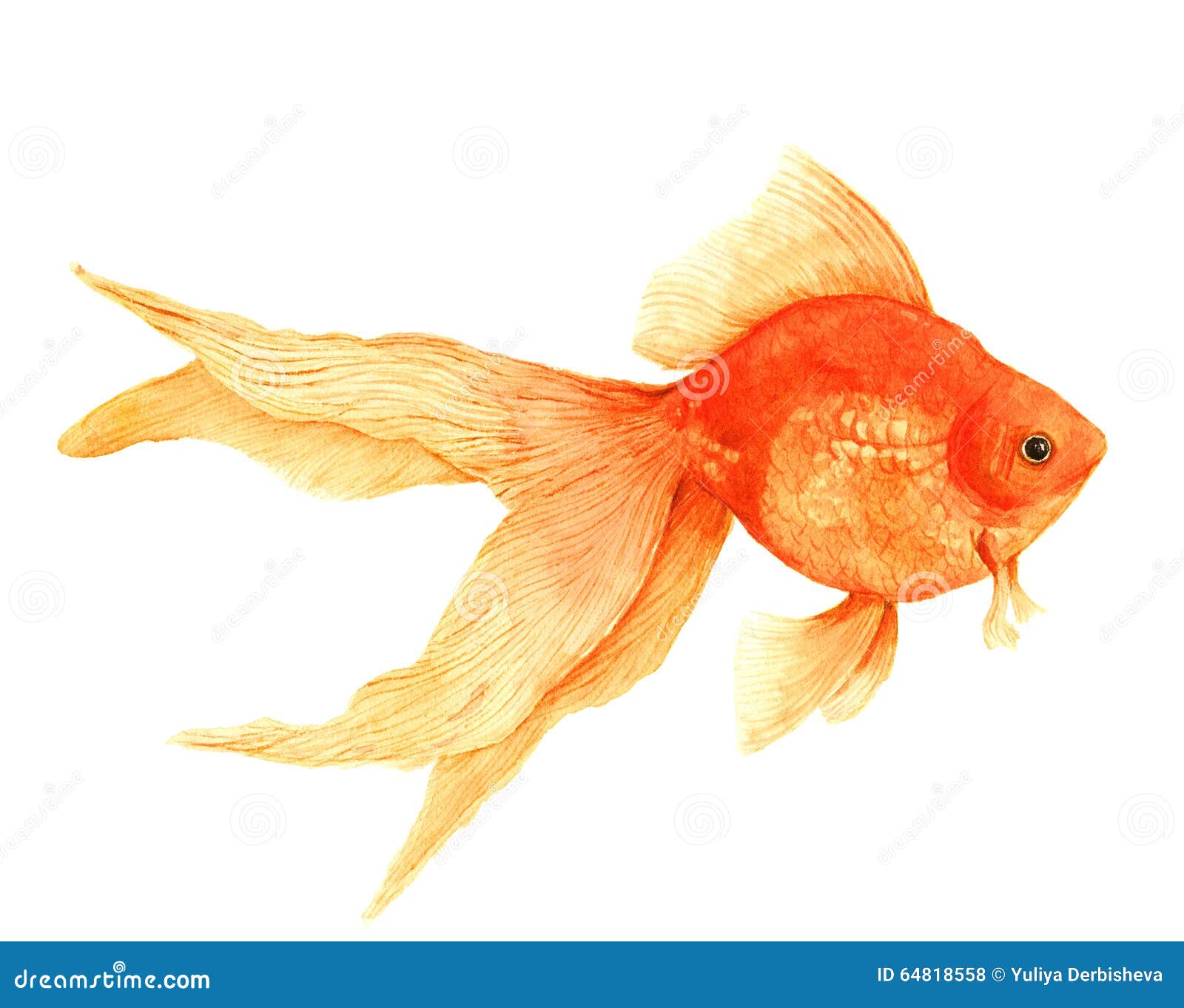 Poisson Rouge D'aquarelle D'isolement Photo stock - Illustration du ...