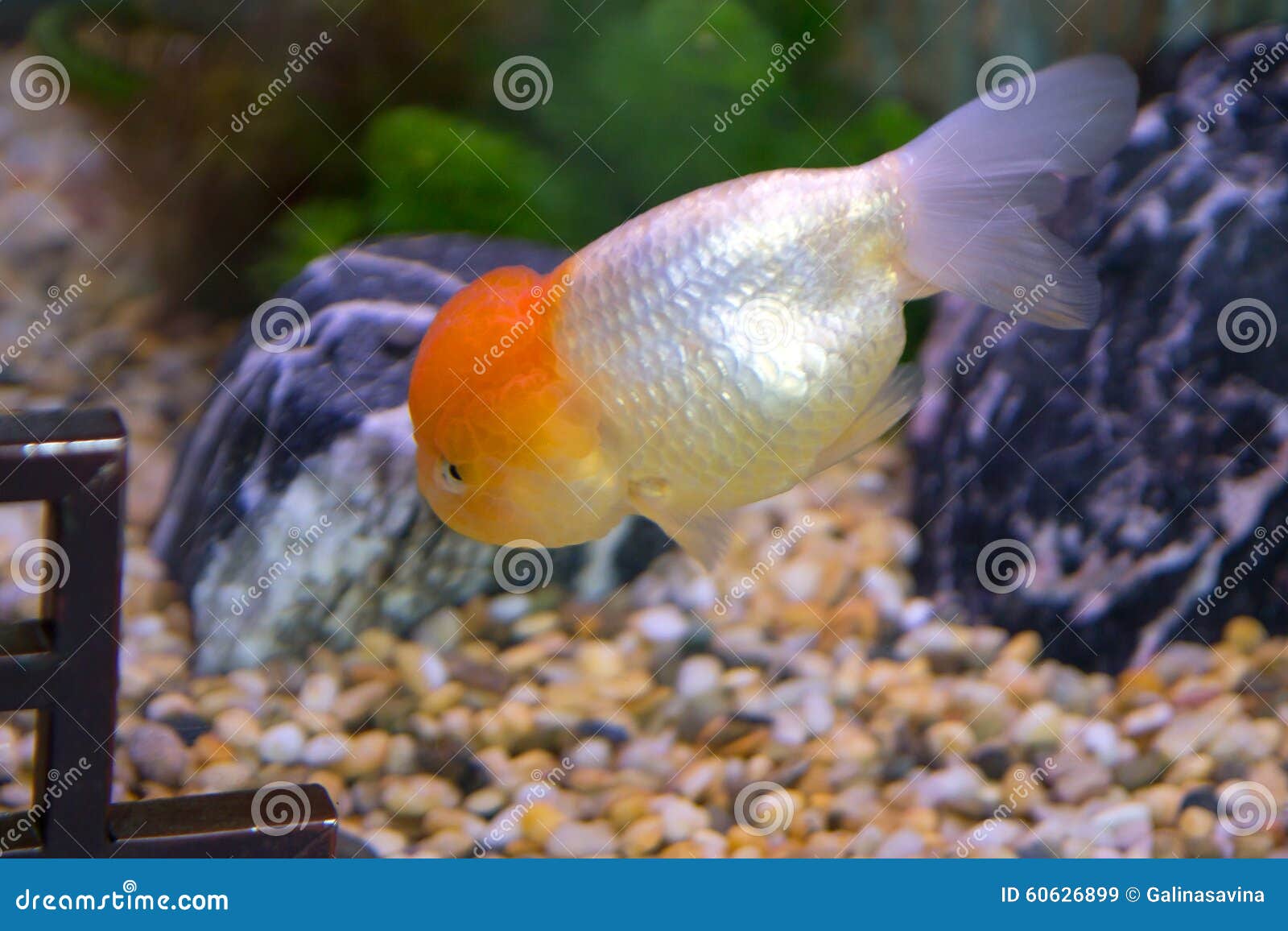 Poisson Rouge D'aquarium - Oranda Image stock - Image du rouge ...