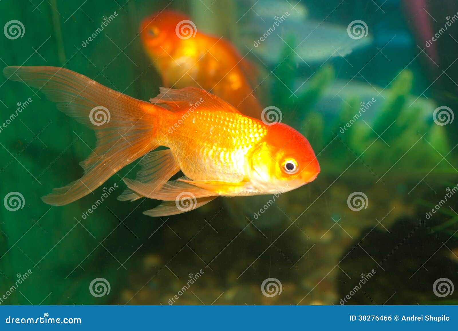Poisson Rouge D'oranda D'or Photo stock - Image du vert, japonais: 30276466