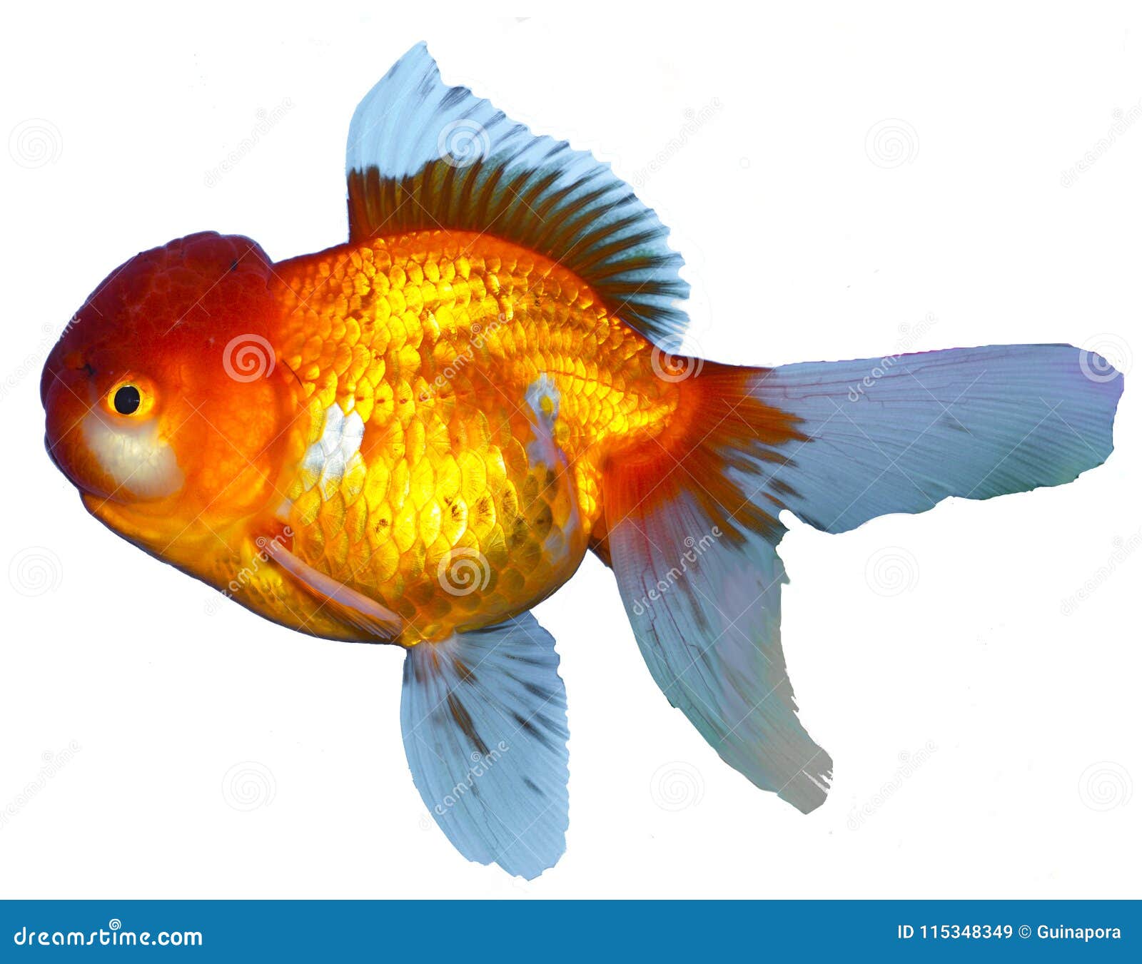 Poisson Rouge D'Oranda D'isolement Image stock - Image du lumineux ...