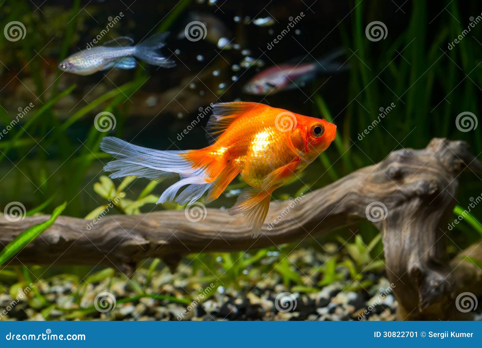 Poisson Rouge Dans L'aquarium Image stock - Image du bulle, bocal: 30822701