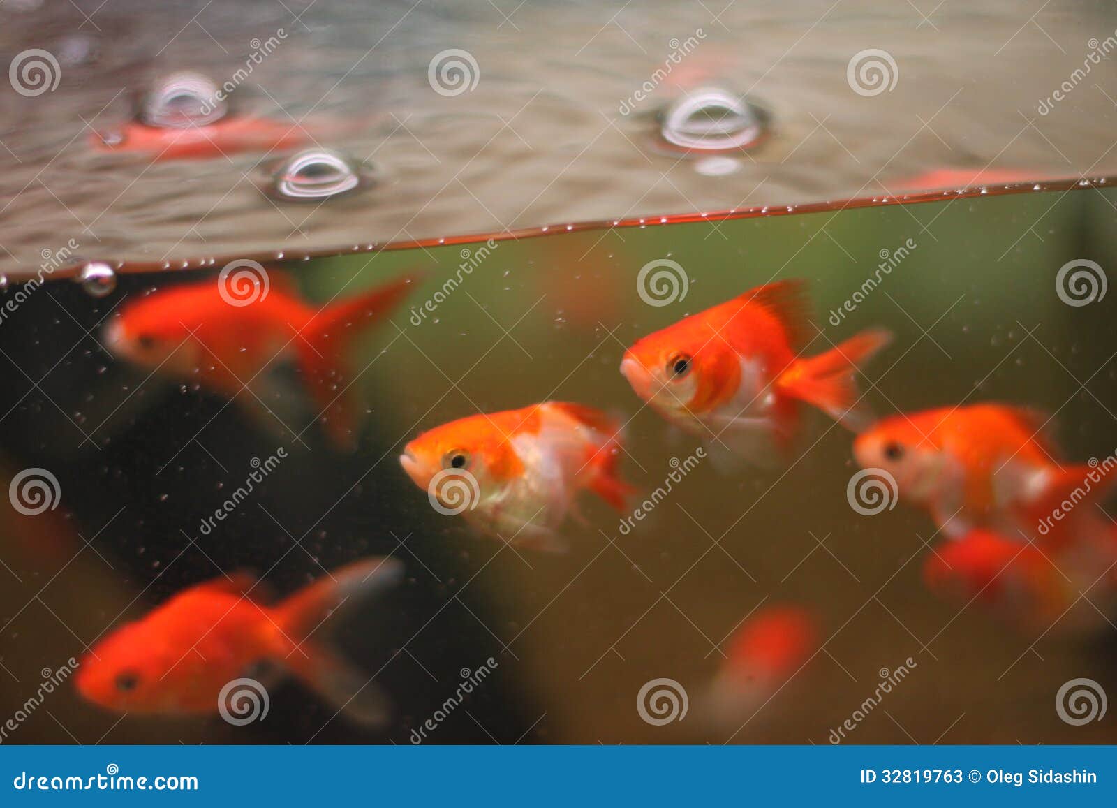 Poisson Rouge Dans L'aquarium Image stock - Image du centrales ...