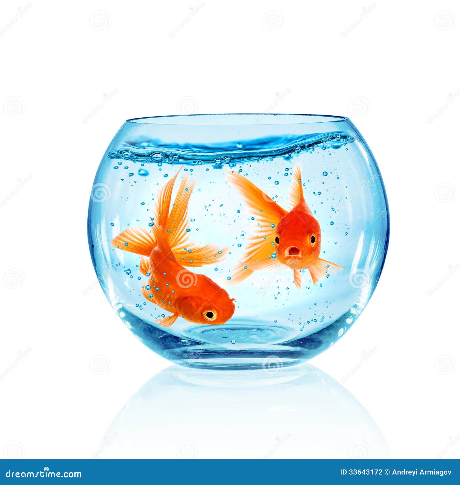 Poisson Rouge Dans L'aquarium Photo stock - Image du arrière, habitat ...